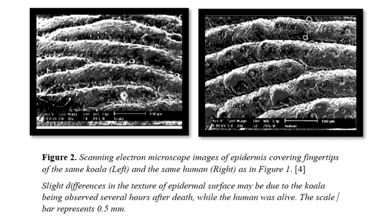 Fingerprint Similarity: Human, Koala and Chimpanzee - Hawk Eye Forensic ...